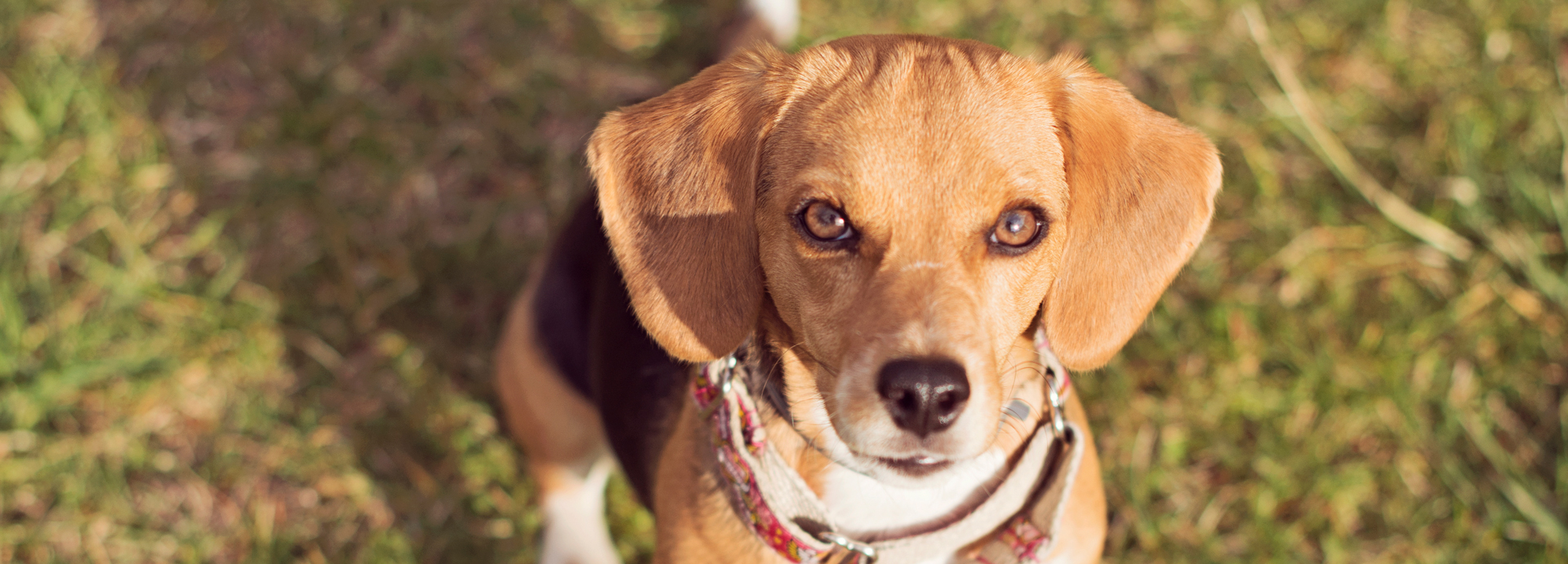 The story of Ginger and Whiskey Rose – Beagle Freedom Project
