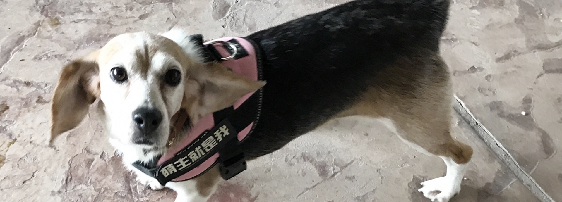 Abby – Beagle Freedom Project