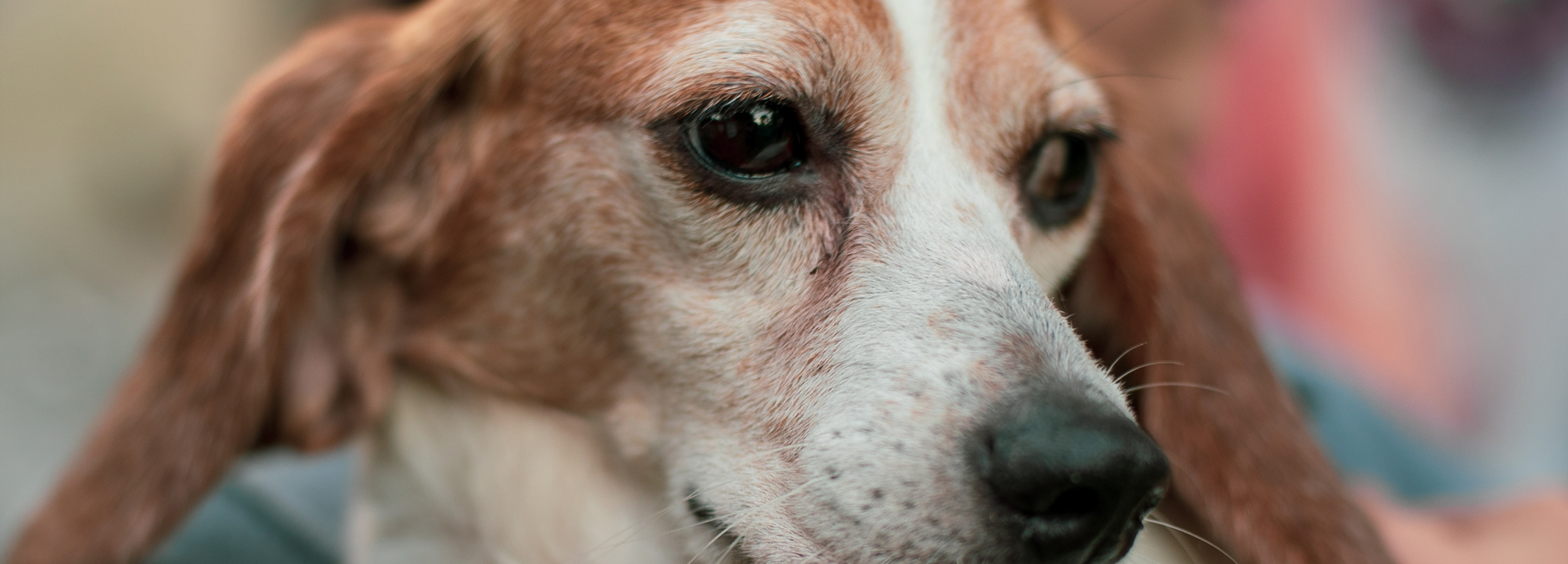 Daisy – Beagle Freedom Project