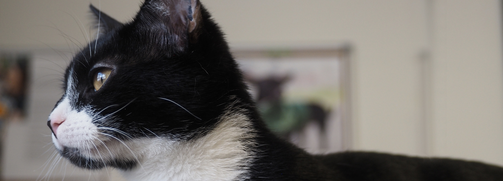 Adorable Cats Rescued From Life in Labs Need Your Help! – Beagle ...