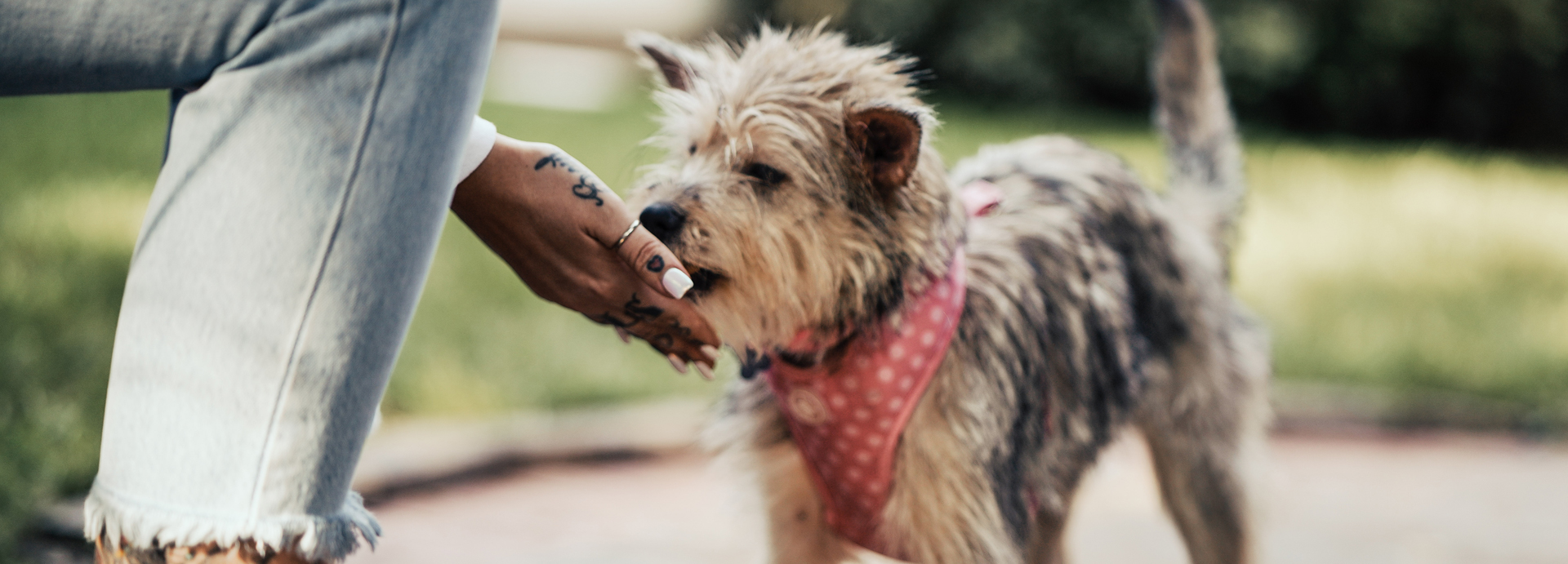 Taylor – Beagle Freedom Project