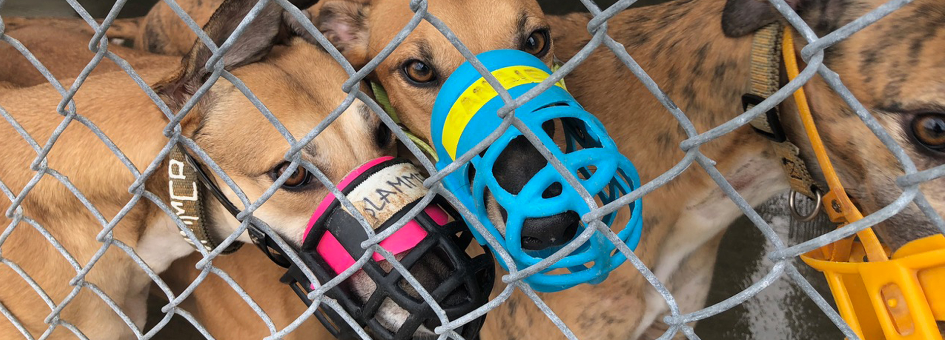 Battle over ‘blood slave’ donor dogs in California pits veterinarians ...