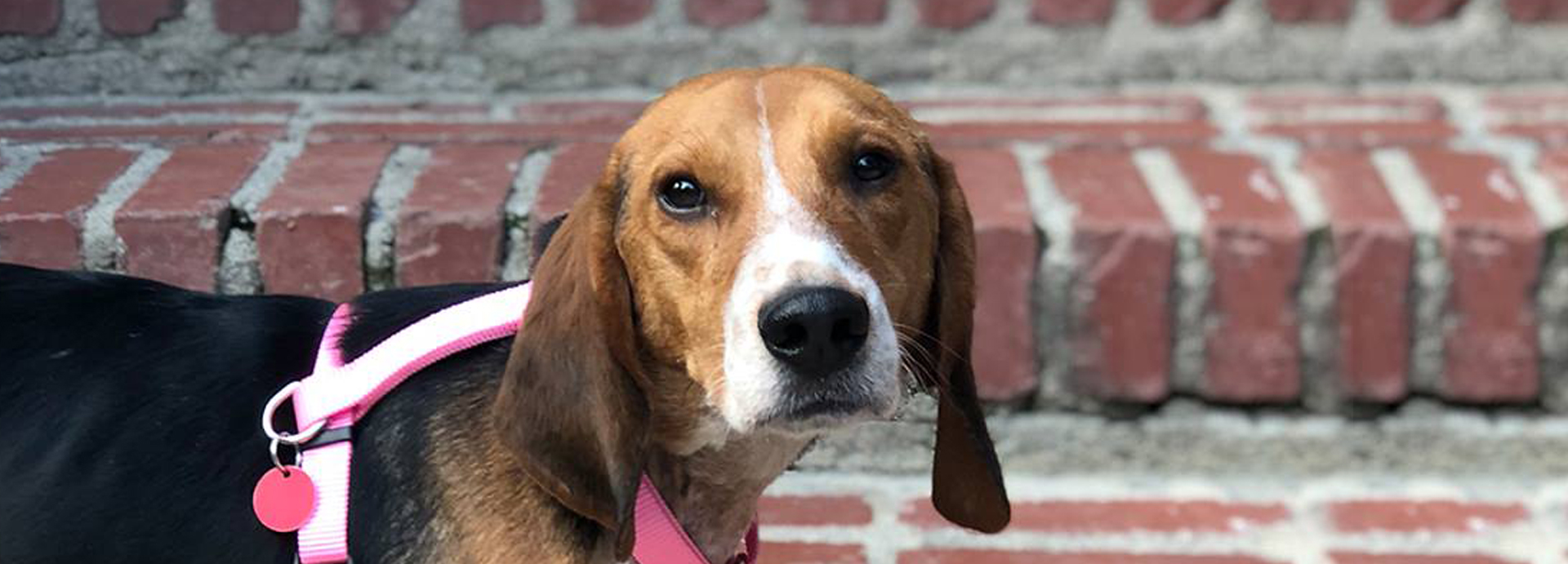 Adoptable Dogs – Beagle Freedom Project