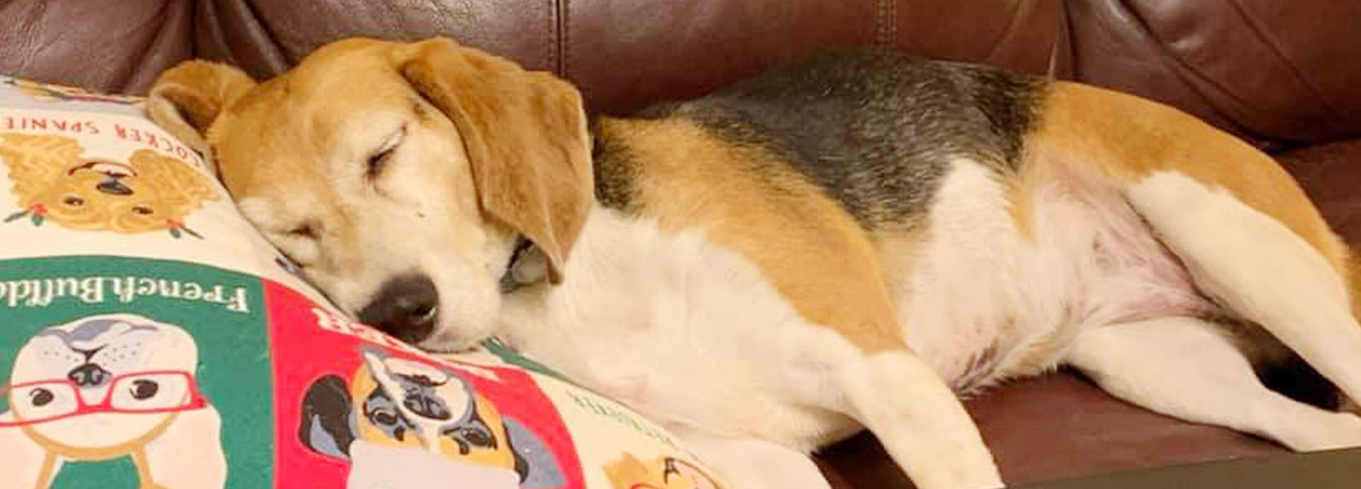 Bagel – Beagle Freedom Project