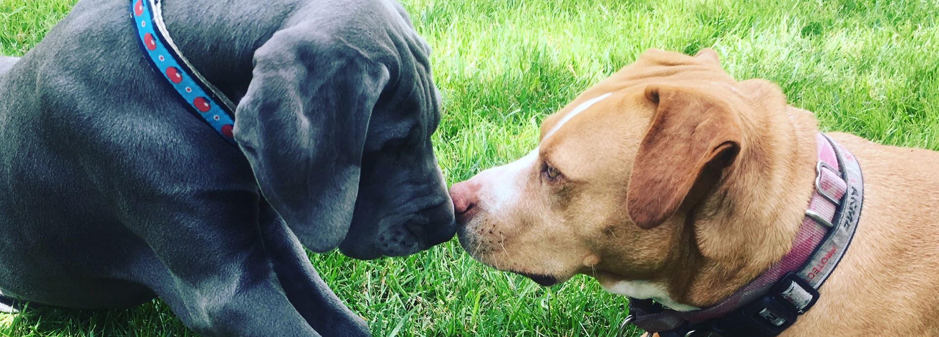 The Gift of Love and Freedom – Beagle Freedom Project