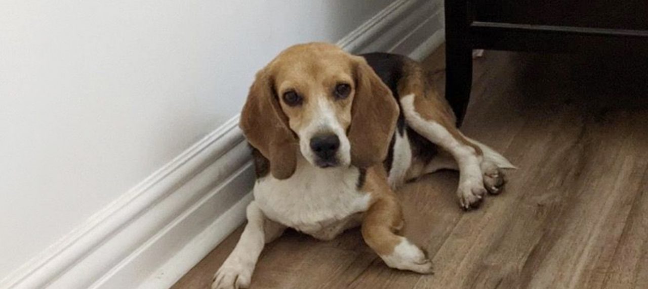 Do Beagles Get Scared Easily